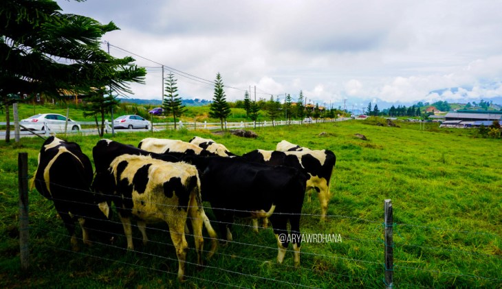 MALAYSIA: Jalan-Jalan Ke Taman Nasional Kinabalu – Arya's Journey